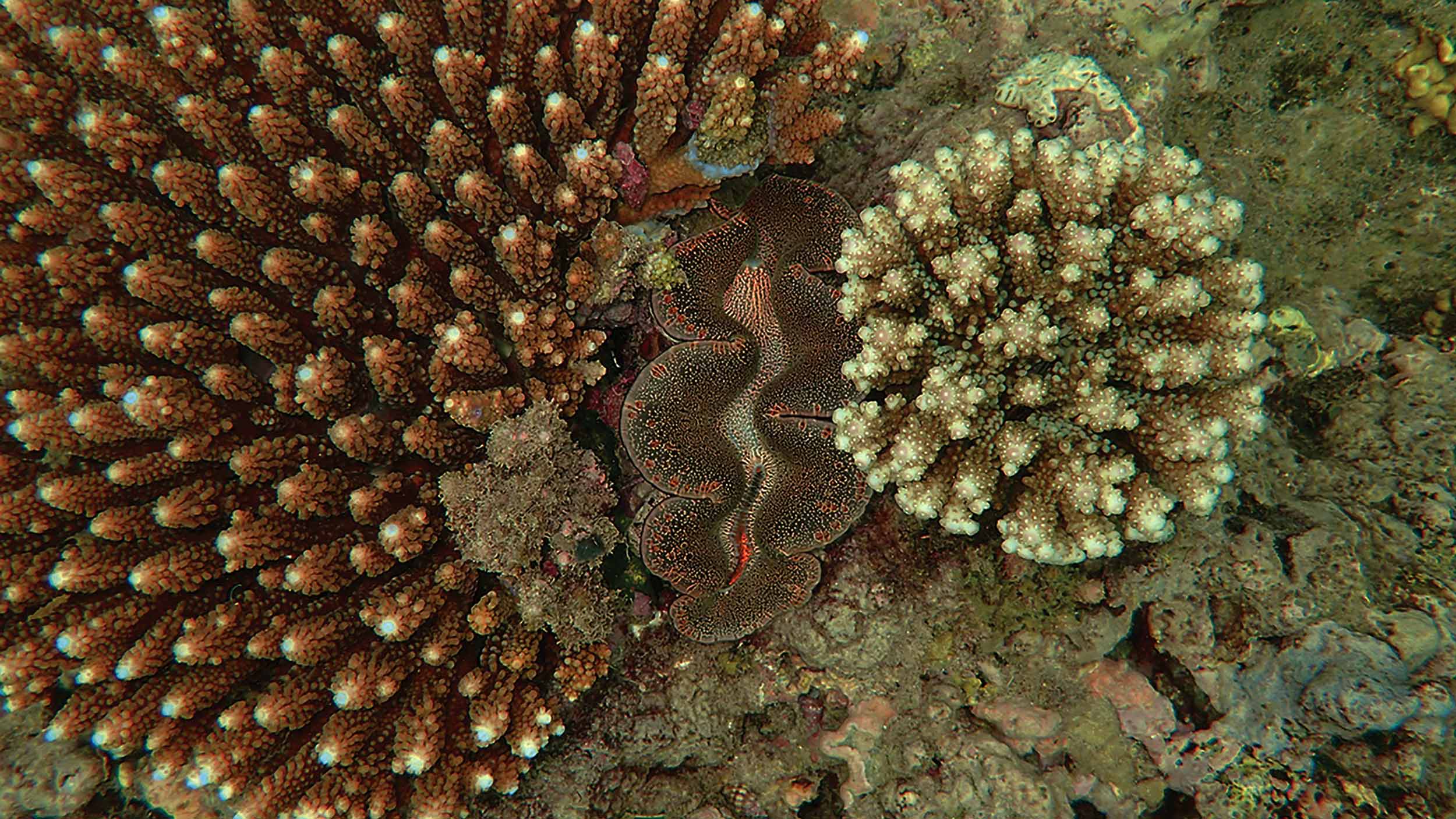 Creation and Advent - Church Mission Society (CMS)