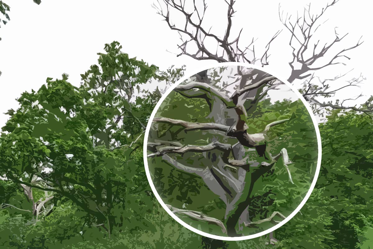 Seeing the wood and seeing the trees - Church Mission Society (CMS)